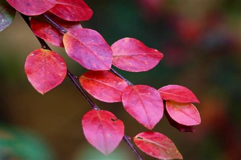 Cotoneaster Red Leaves Fall Free Photo On Pixabay