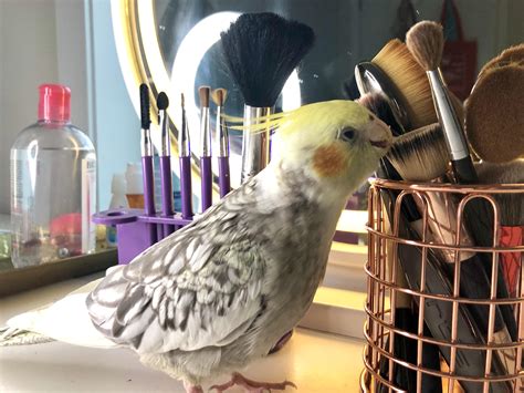 I Had To Buy My Cockatiel Her Own Cheap Makeup Brush Set To Stop Her