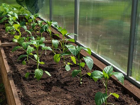 Як правильно вибрати розсаду для хорошого врожаю поради експертів дачникам