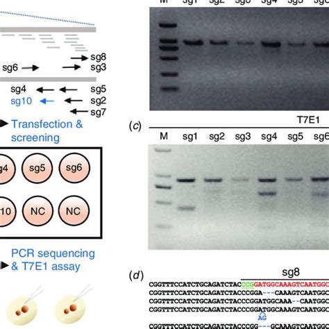 Sgrna Screening And Optimisation In Goat Fibroblasts A Schematic