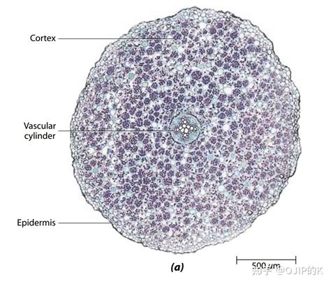 【植物学】【生物竞赛】根的初生结构 知乎