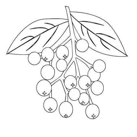 Planse De Colorat Cu Fructe Desene De Colorat