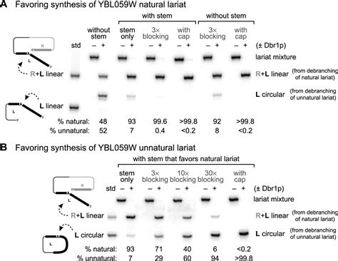 A General Two Step Strategy To Synthesize Lariat Rnas