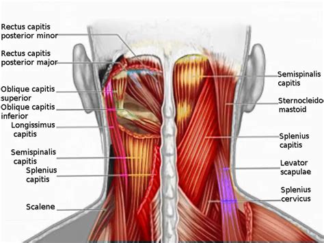 Trigger Points Affect Posterior Cervical Muscles Chiropractic