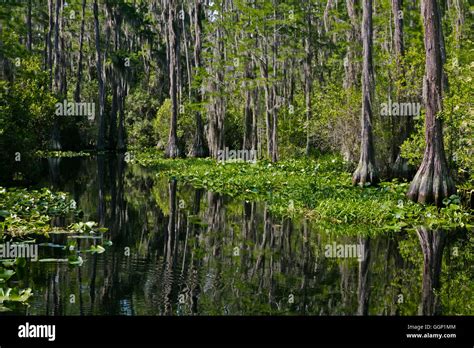 The Okefenokee Swamp National Wildlife Refuge Can Be Explored By Boat