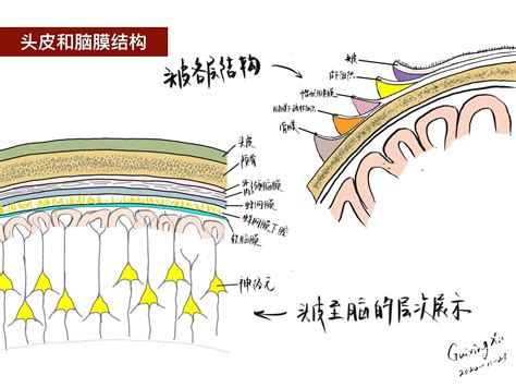 徐桂兴手绘 优雅的切开和缝合硬脑膜 脑医汇