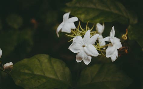 배경 화면 햇빛 화이트 꽃들 자연 사진술 녹색 재스민 속 플로라 가지 꽃잎 야생화 식물학 육상 식물
