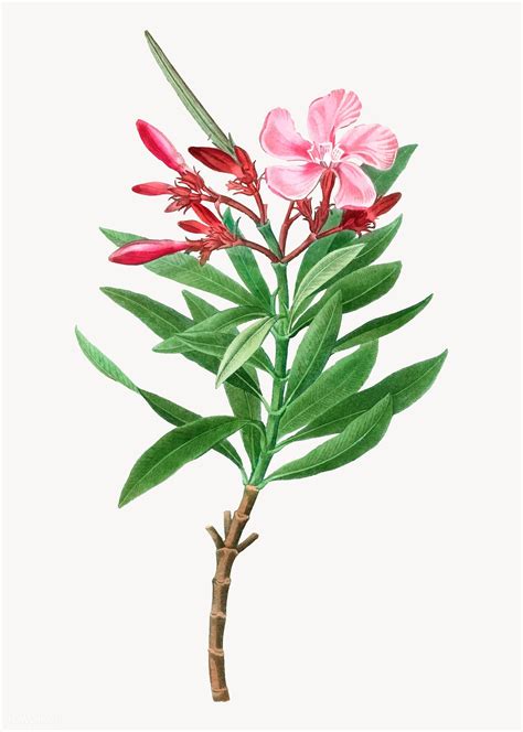 Vintage Pink Oleander Plant Vector Free Image By Rawpixel Com Redoute Flowers Oleander