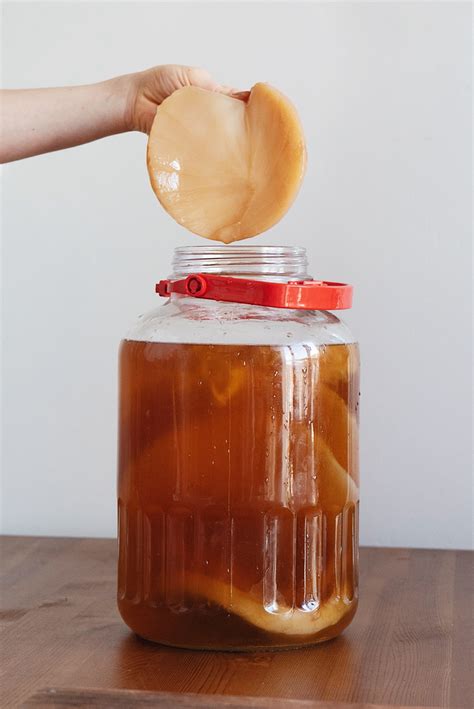 Kombucha Scoby Enviromart Enviromart