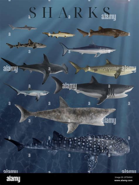 Shark Species Poster