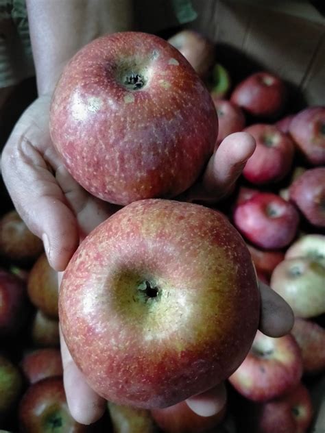 🤗 လားရှိုးကပါရှင် 👇 ရောက်ပြီနော် 👇 ကြွပ်ကြွပ်မွမွလေး တောကြွပ်ပန်းသီး