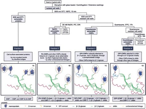 Schematic Diagram Showing The Procedure Used In Cell Wall Fractionation Download Scientific