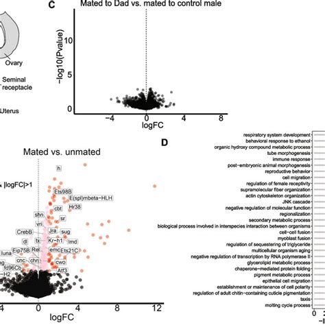 Mating Induces Differential Abundance Of Rnas In The Female Download Scientific Diagram