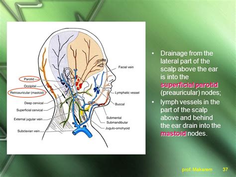 Scalp Ppt Video Online Download