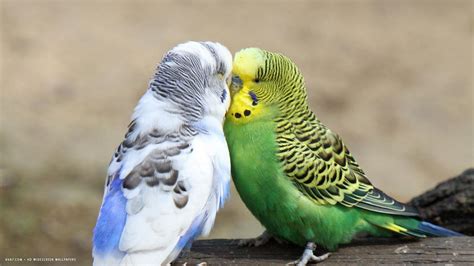Budgies Wallpapers Wallpaper Cave