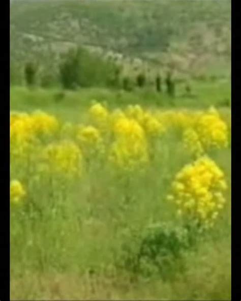 ‎آواز ایرانی موسیقی اصیل ایرانی‎ ‎آوازایرانی آهنگ تو بخوان شکوفه