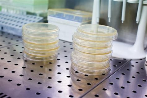 Site Directed Mutagenesis Primer Design Key Factors Resources