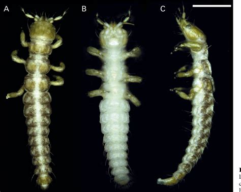 Figure 2 From Morphology Of The Primary Larva Of Mantispa Aphavexelte