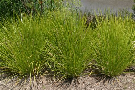 Lomandra ‘lime Tuff Mat Rush Gardening With Angus