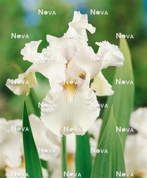 G3900168 Iris X Germanica Lady Snowflake