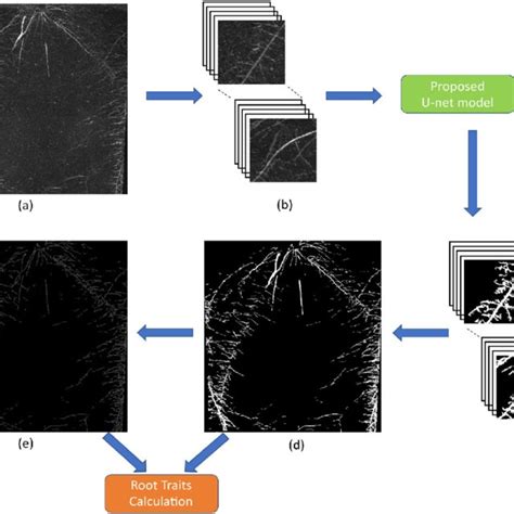 Workflow Of The Pipeline For Image Processing And Segmentation In