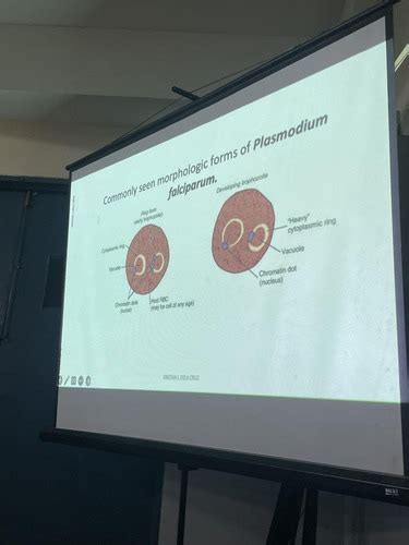 Phylum Apicomplexa Flashcards Quizlet