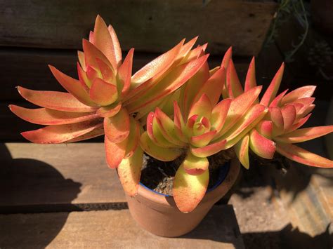 Brucella Melitensis Rbiology