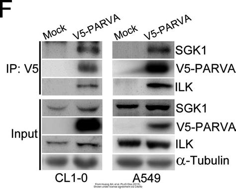 Anti Sgk1 Antibody Gtx54726 Genetex