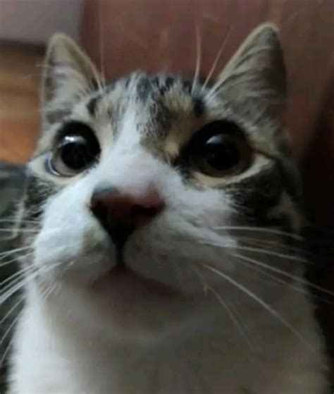 Do I Look Like Tyler R Tylerthecreator