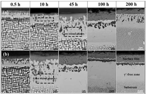 E Cross Section Morphologies Of Surface Film After Oxidation For