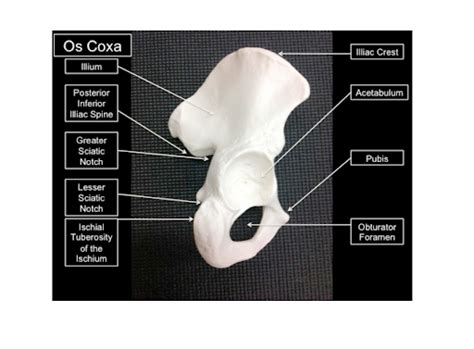 Os Coxa Diagram Quizlet
