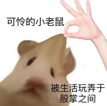 火遍全网的鼠鼠文学到底是个什么梗 腾讯新闻