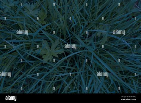 Natural Green Grass Background Fresh Lawn Top View Toned Effect Stock