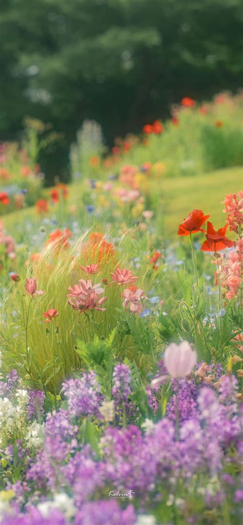 Customizable Arielle Setting In 2024 Wallpaper Nature Flowers Pretty Wallpapers Pretty