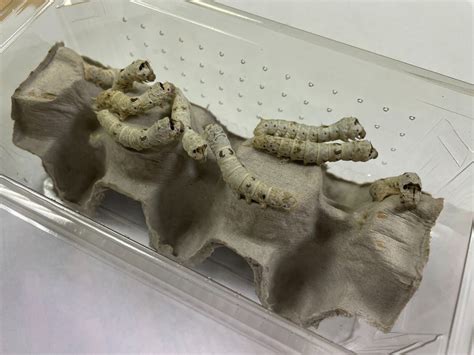 Live Silkworms — Reptiles By Post