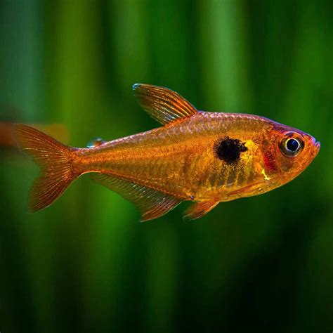 Red Phantom Tetra