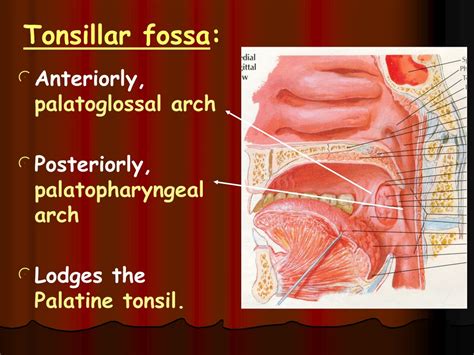 Ppt Pharynx Powerpoint Presentation Free Download Id 8981206