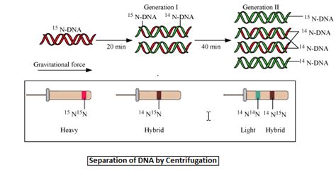Semiconservative Replication Diagram