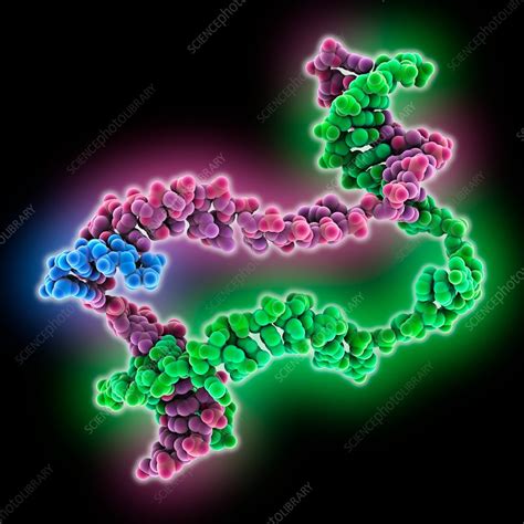 RNA Synthesis Stock Image C035 6365 Science Photo Library