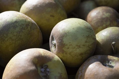 Tiny Apple Rmacroporn