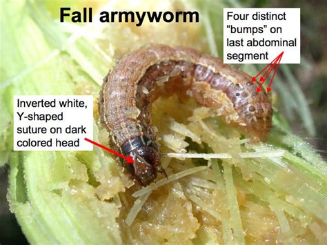 Know Your Worms In The Ear Purdue University Pestandcrop Newsletter
