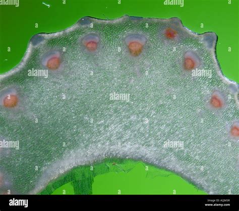 Xylem And Phloem Diagram Of Celery