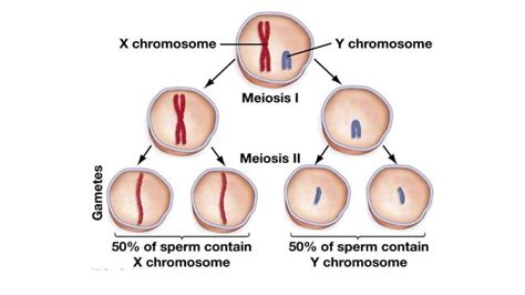 Chromosome Theory Of Inheritance Pptx