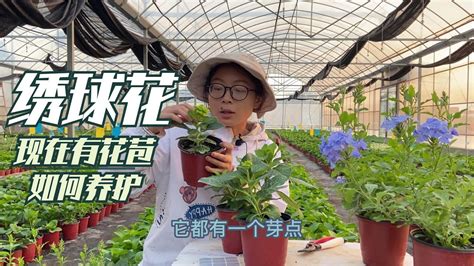 有花友问现在绣球有花苞了该如何养护本期分地区跟大家讲一下 YouTube