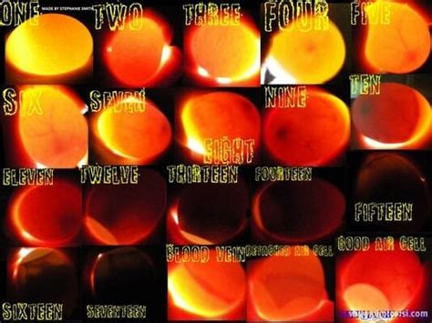 Candling Question Day 7 Egg Backyard Chickens Learn How To Raise