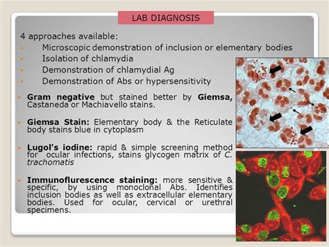Chlamydia Trachomatis Giemsa Stain