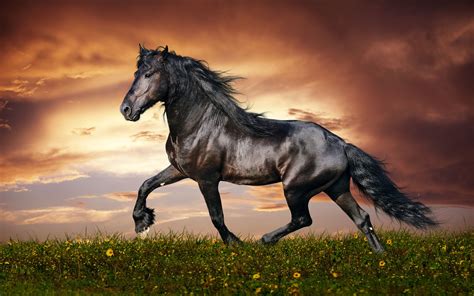 Horse Scenes Wallpaper 62 Images