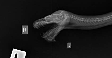 Morelia Carinata Rough Scaled Python Have The Largest Teeth Relative