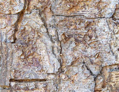 Tree Trunk Background Stock Image Image Of Environment 262217477