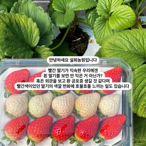 설희농원 설희딸기 금실딸기 금설딸기 대평딸기 진주딸기 안녕하세요 설희농원입니다 빨간 딸기가 익숙한 우리에겐 흰 딸기를 보면 안 익은 거 아닌가 혹은 외관을 보고 환